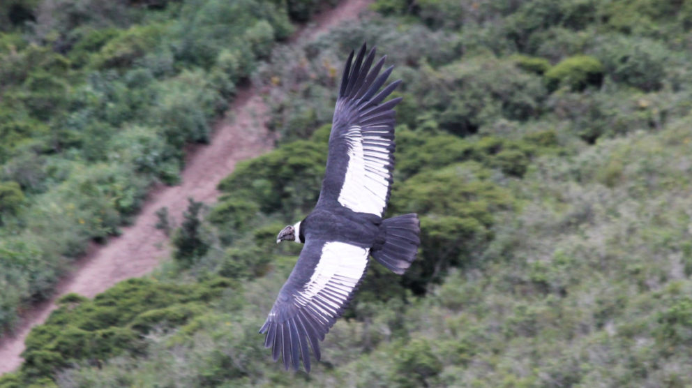 Once cóndores andinos en Ecuador portan rastreadores satelitales