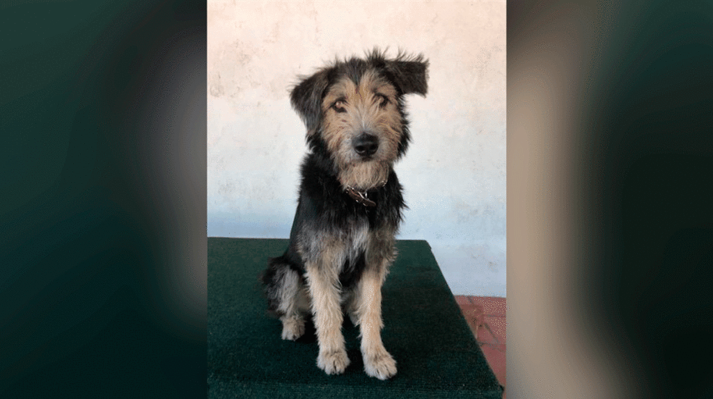 Un perro callejero será la estrella de 'La dama y el vagabundo'
