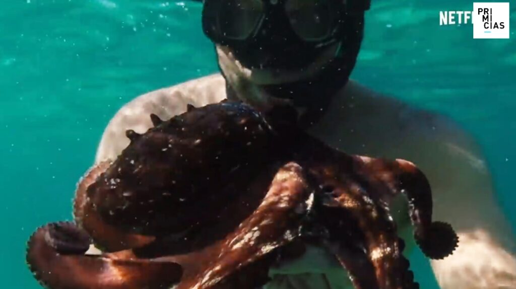 Runaucho, un manjar de Tisaleo que lleva harina de arveja y cuy