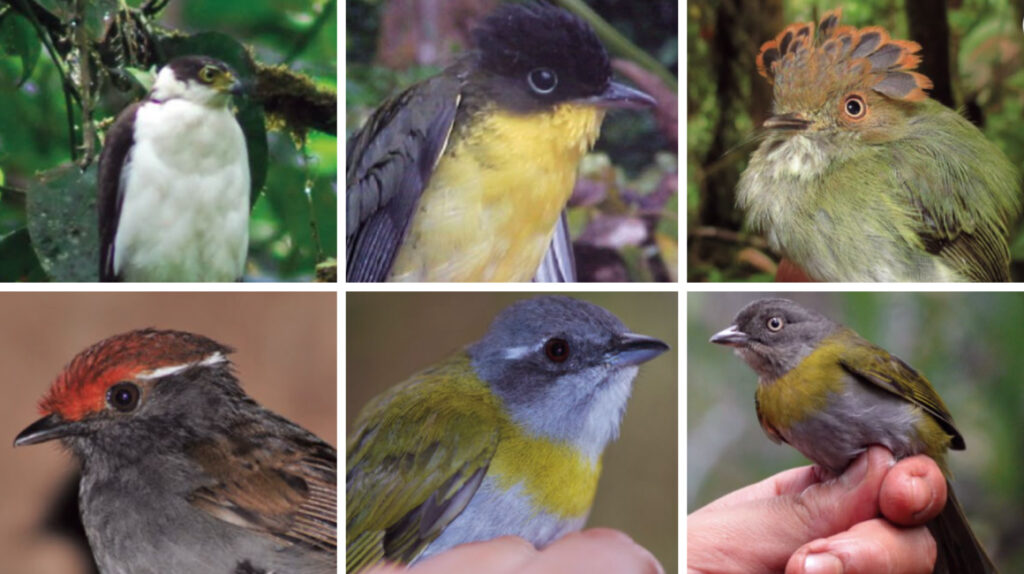 501 especies de aves registradas en la cordillera del Kutukú, en Morona ...