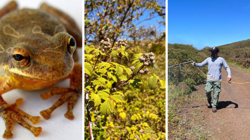 Ranas, moras y guayabas amenazan el ecosistema de Galápagos