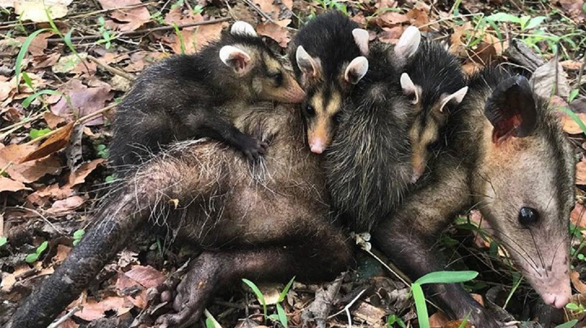 Osos perezosos y jaguarundis, la fauna de Guayaquil en peligro