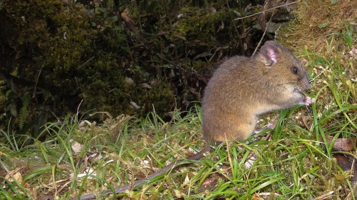 10 nuevas especies con nombres curiosos y amenazadas