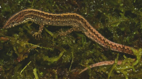 Nueva especie de lagartija nombrada en honor a Dolores Cacuango