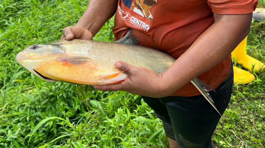 La cachema de Ruth Grefa y sus amigas