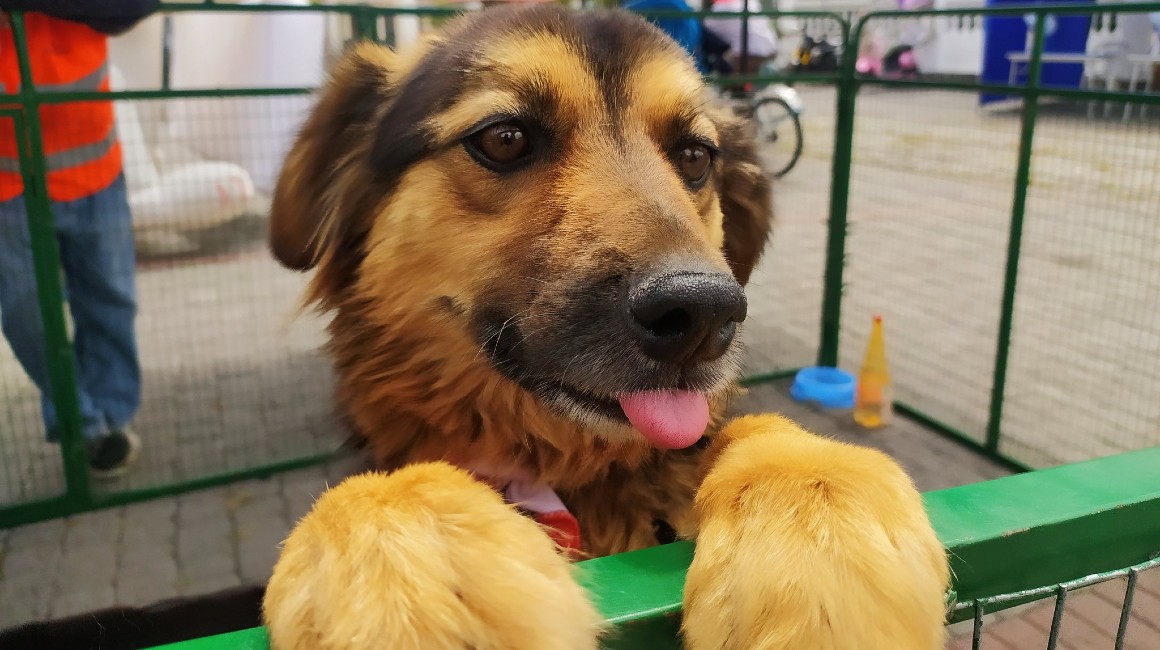 Día Del Perro Adoptado Cuatro Datos Para Tener En Cuenta