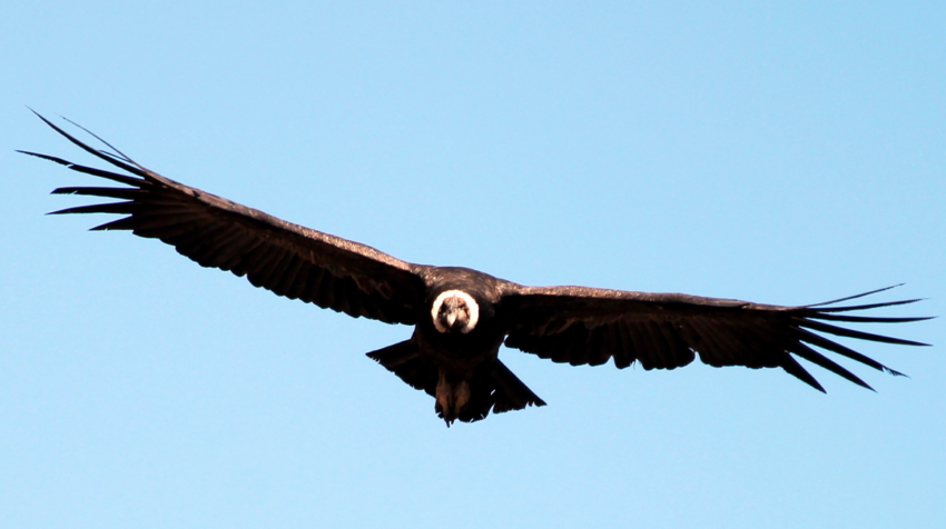 Escudo del Ecuador: Día, elementos y sus significados