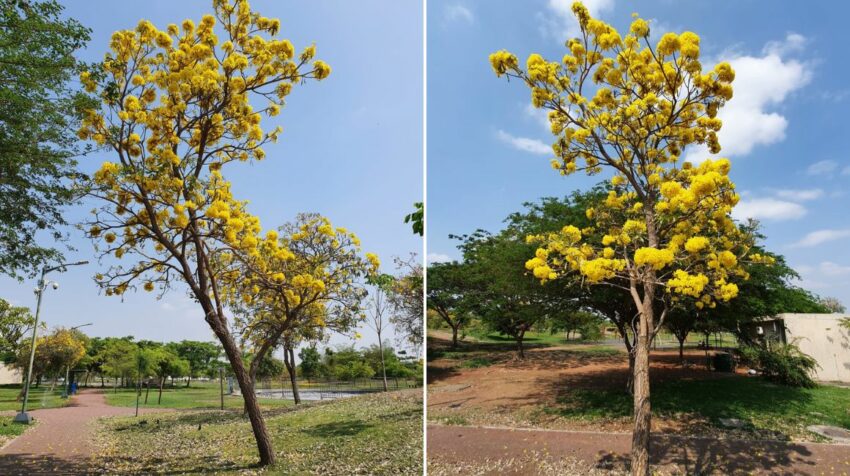 ¿Dónde ver el florecimiento de los guayacanes sin salir de Guayaquil?