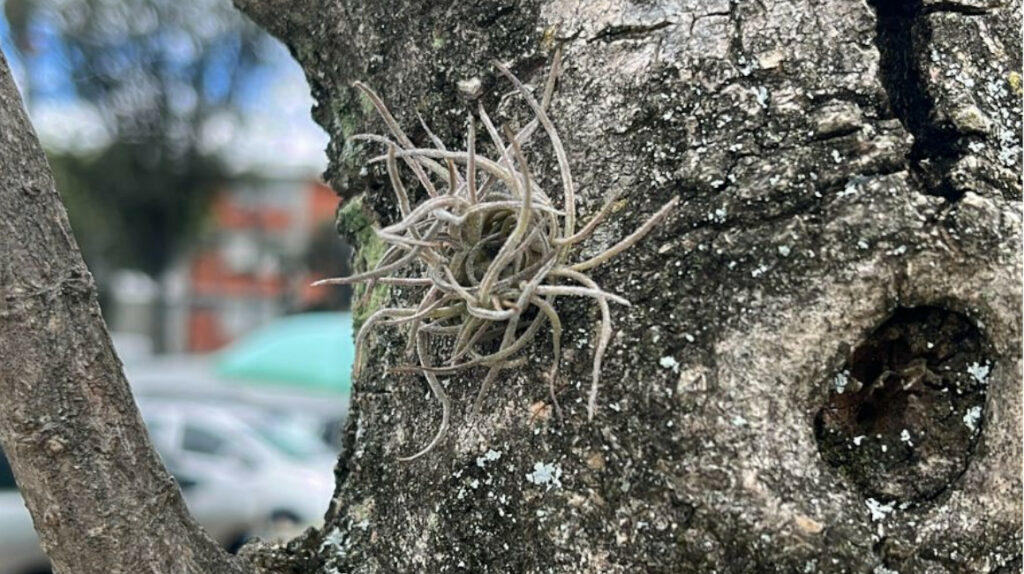 Tilandsia recurvata o clavel del aire, la planta que 'ahoga' a los ...
