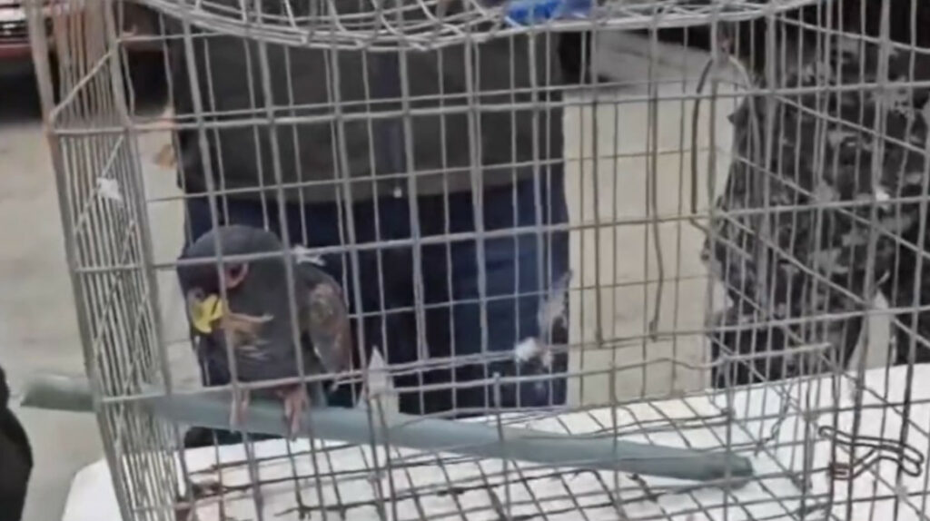 Un loro negro, la última especie encontrada en poder de los narcos en ...