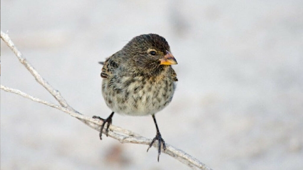 Más de 500 pinzones criados en cautiverio son liberados para repoblar ...